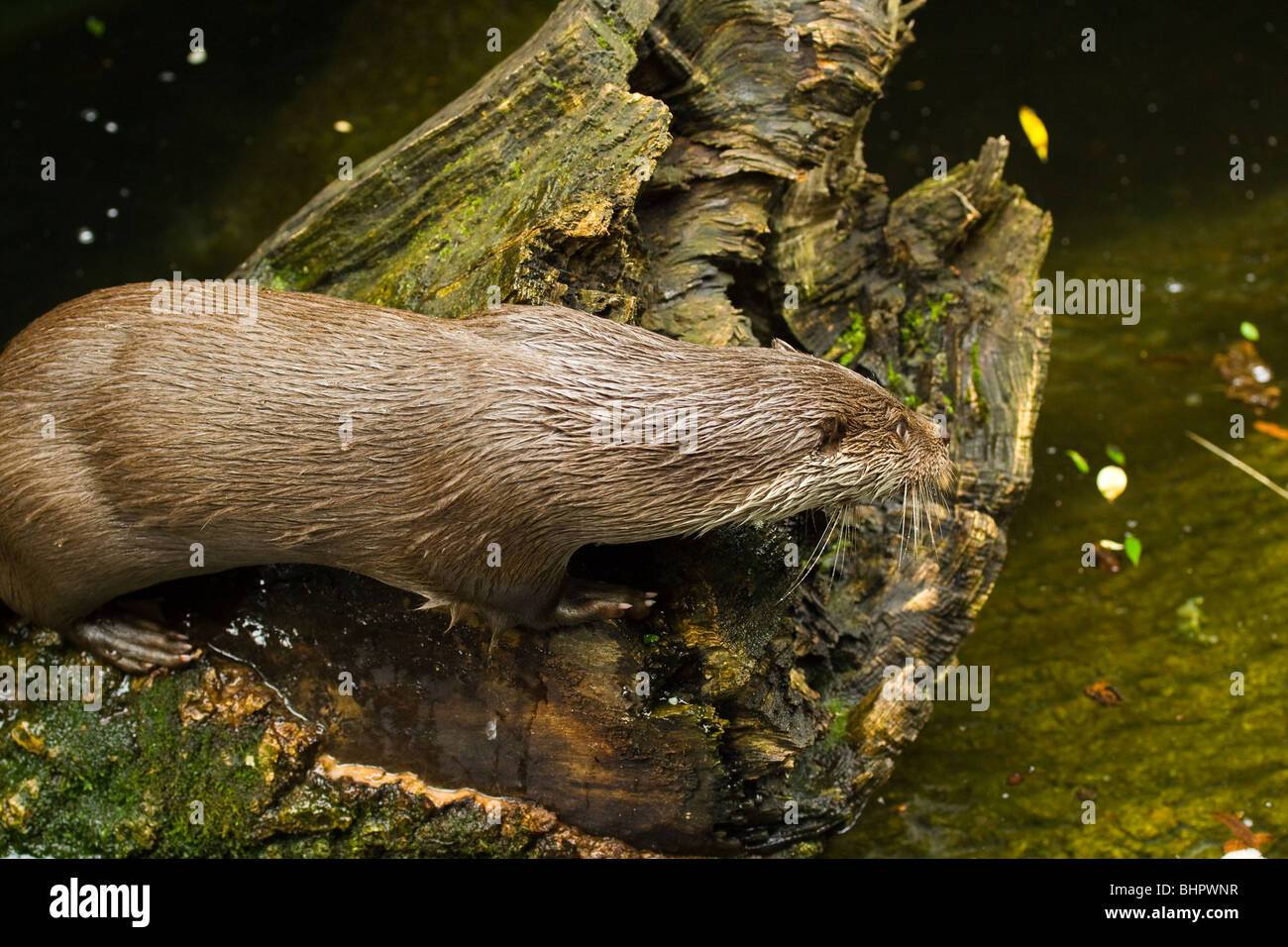 Otter on a log, hunting Stock Photo - Alamy