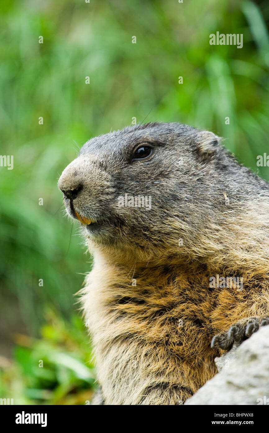 Closeup portrait of a cute marmot Stock Photo - Alamy