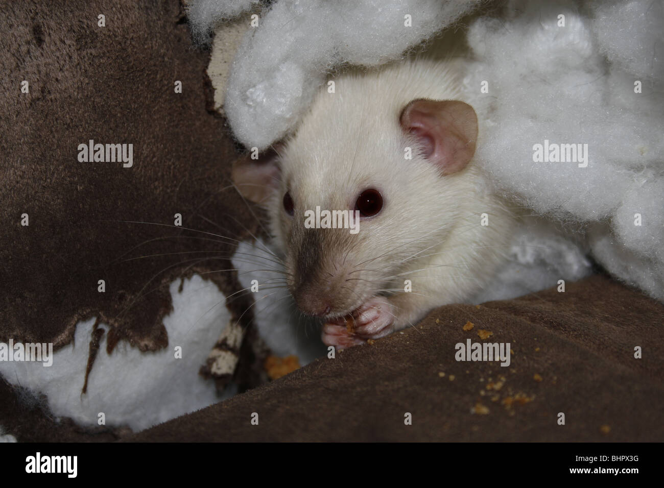 rat pet rodent eating eat Stock Photo - Alamy