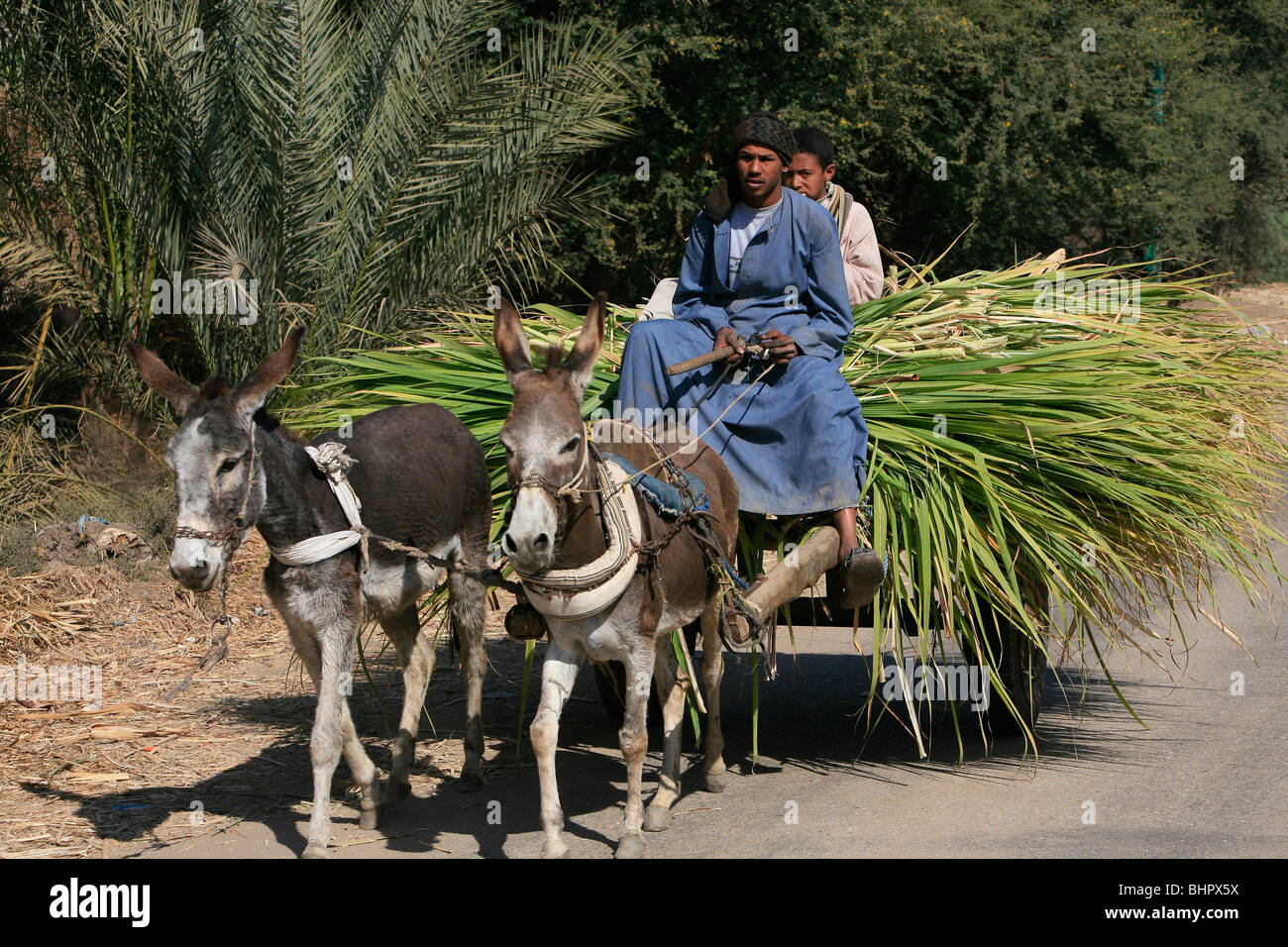 2 young Egyptian farmers on a cart near Luxor, Egypt Stock Photo - Alamy