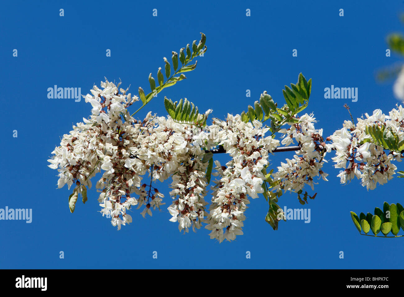 Locust tree hi-res stock photography and images - Alamy