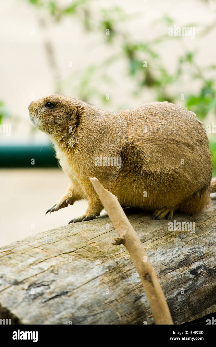 Cute prairie dog looking Stock Photo - Alamy