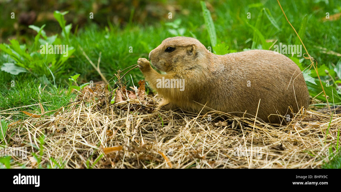 Little prairie dog playing Stock Photo - Alamy