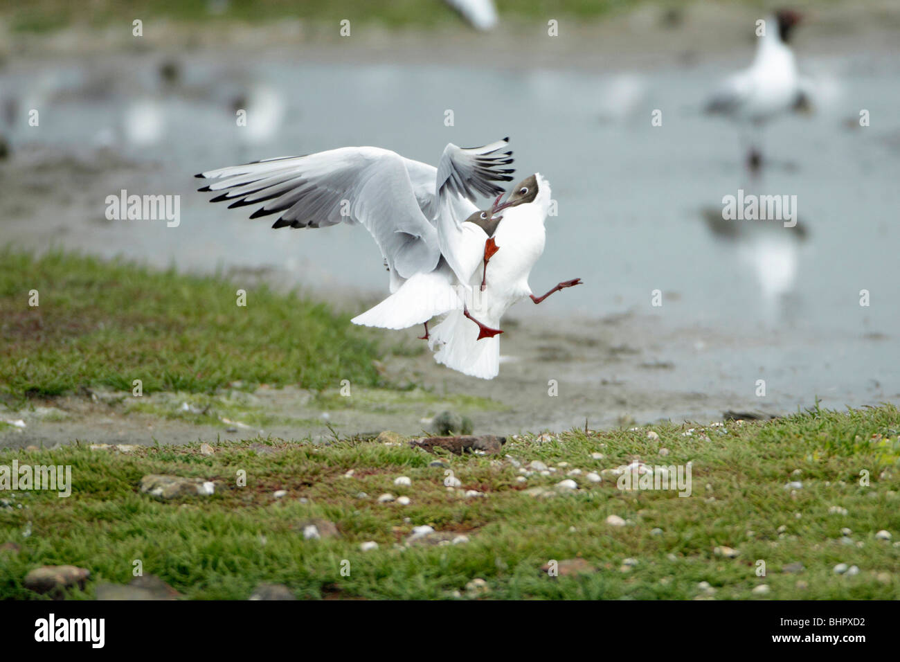 Black- headed Gull (Larus ridibundus), two birds fighting in flight ...