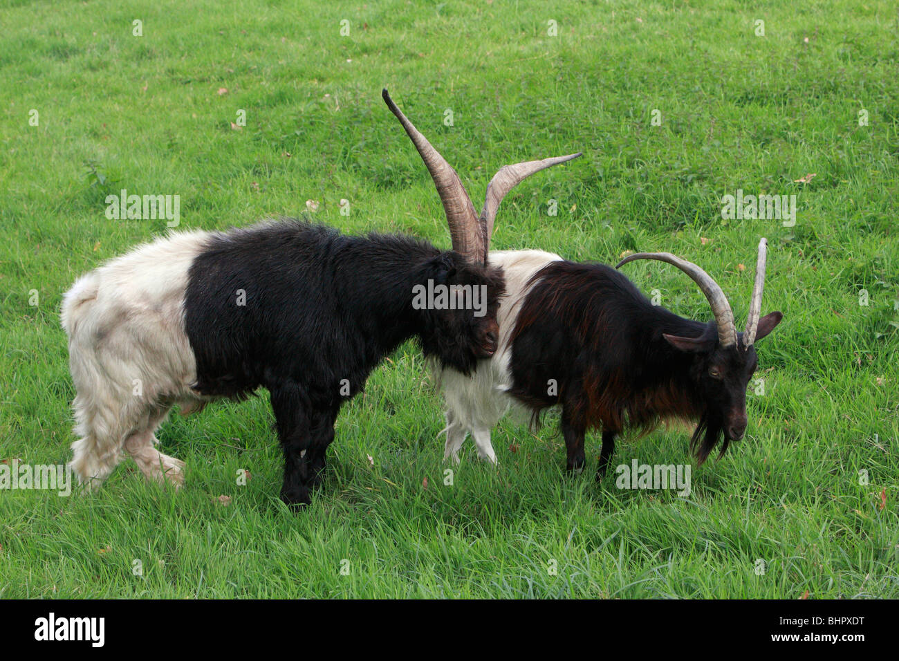 Bagot Goat or Wallis Goat, male and female on meadow, Germany Stock ...