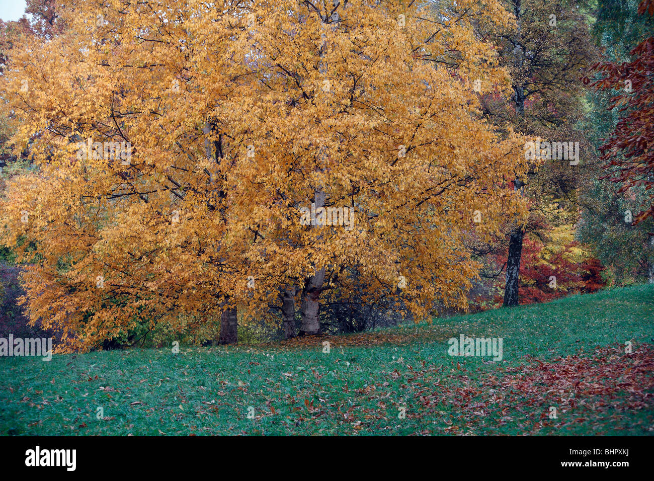 Silver Birch Tree (Betula pendula), showing autumn colour, Germany ...