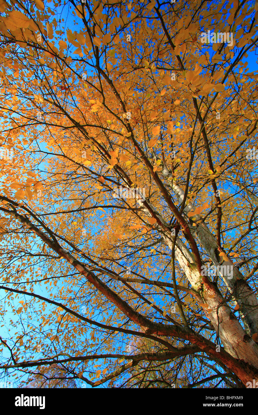 Silver birches tree hi-res stock photography and images - Alamy