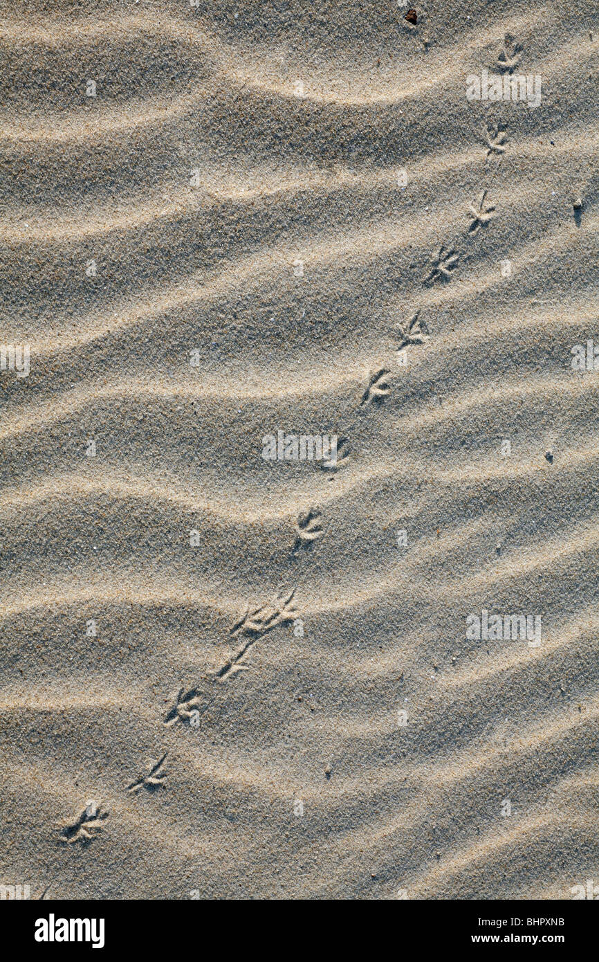 Bird footprints in sand hi-res stock photography and images - Alamy