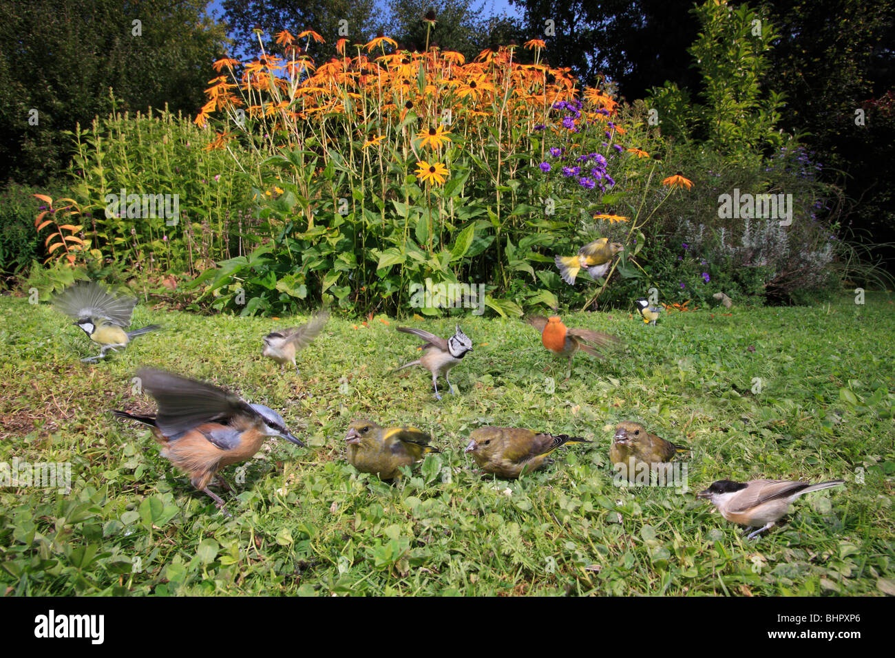 Various songbirds feeding on lawn in garden, Germany Stock Photo - Alamy