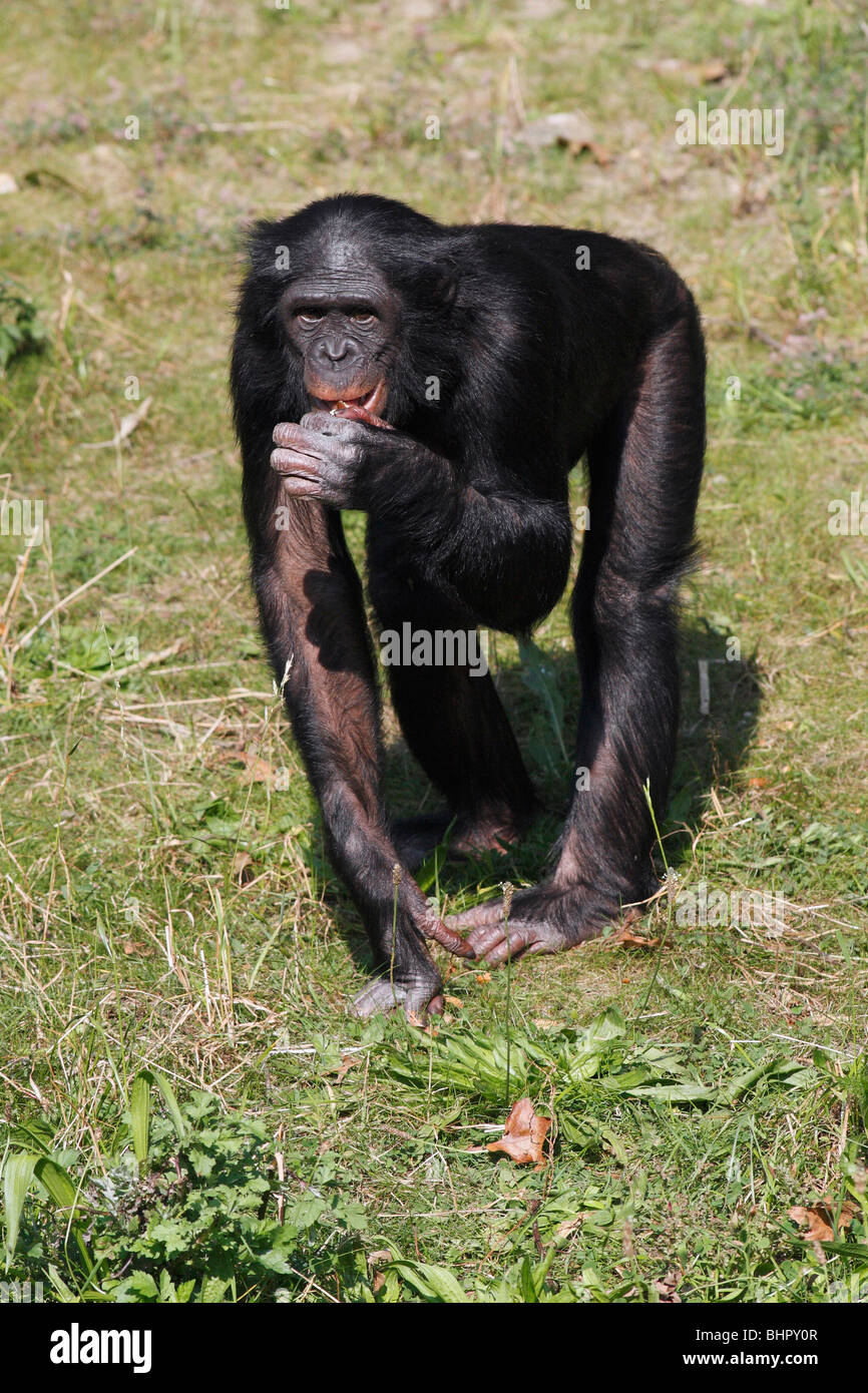 Bonobo male animal hi-res stock photography and images - Alamy