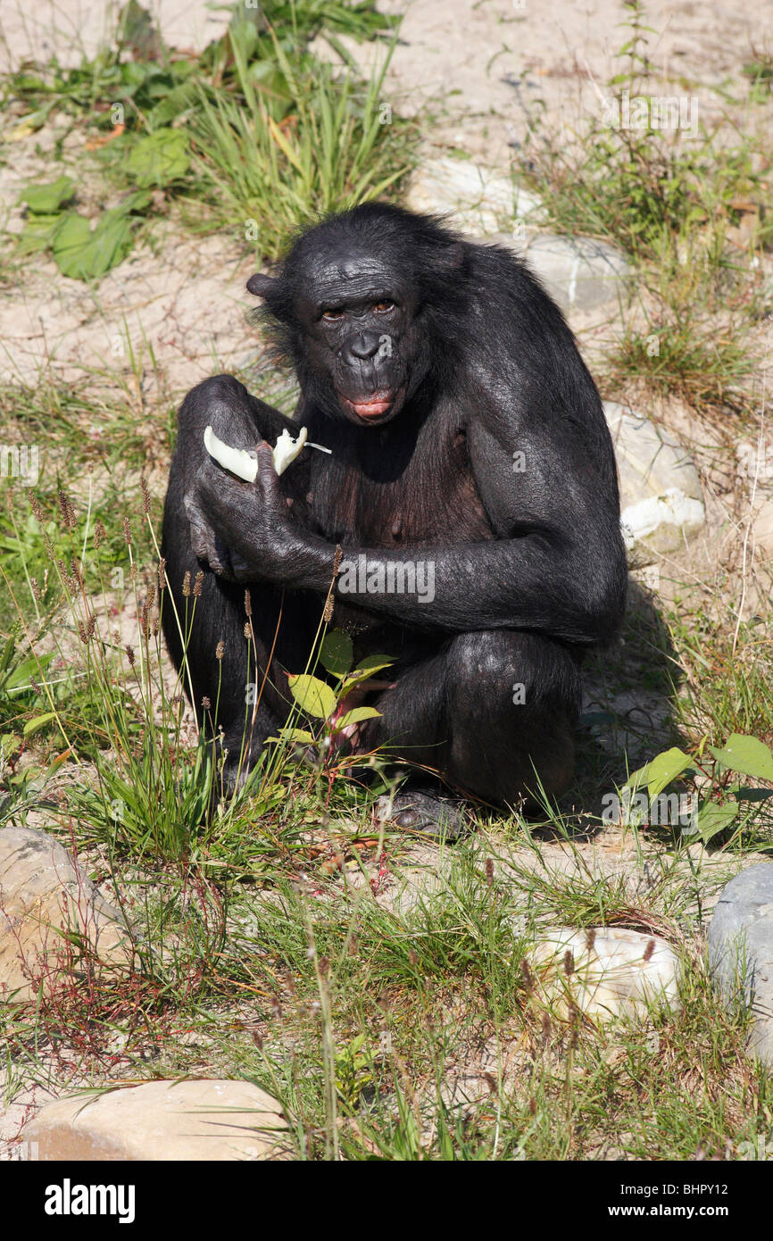 Pan paniscus hi-res stock photography and images - Alamy