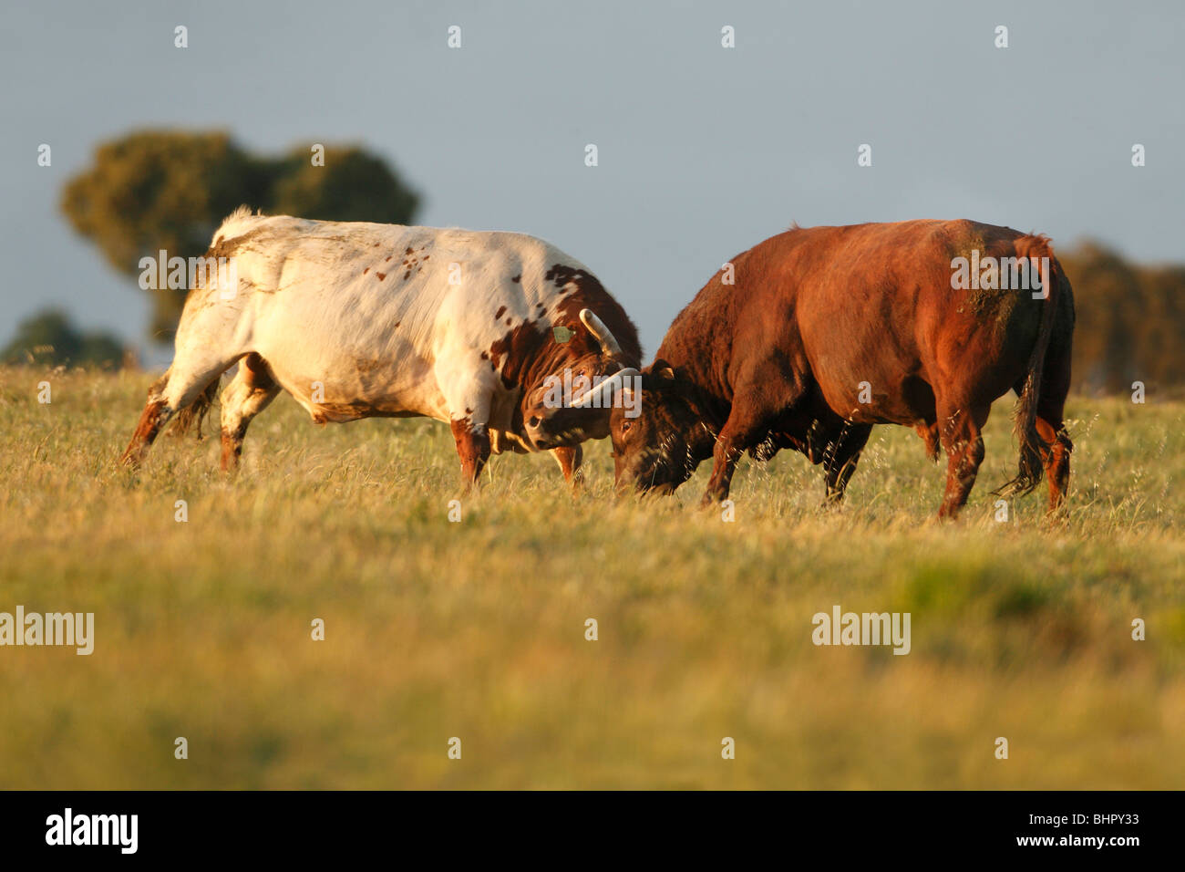Domestic bull hi-res stock photography and images - Alamy