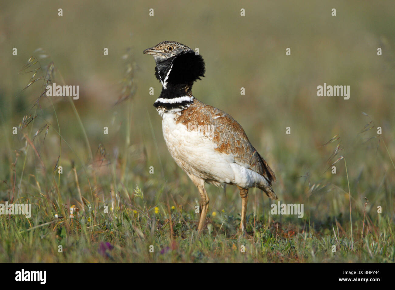 Little bustard display hi-res stock photography and images - Alamy