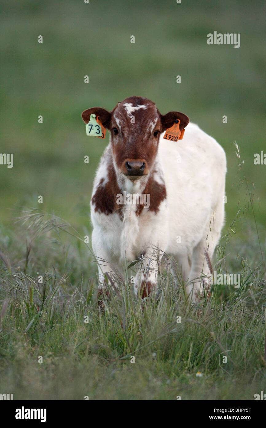 Cattle, bull calf with ear tags, beef cattle breed, Portugal Stock ...