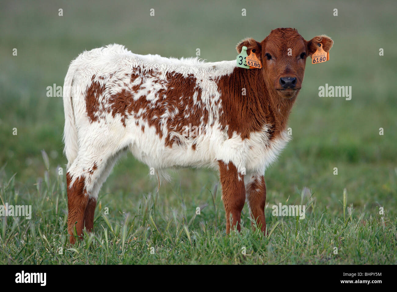 Breed of beef cattle hi-res stock photography and images - Alamy
