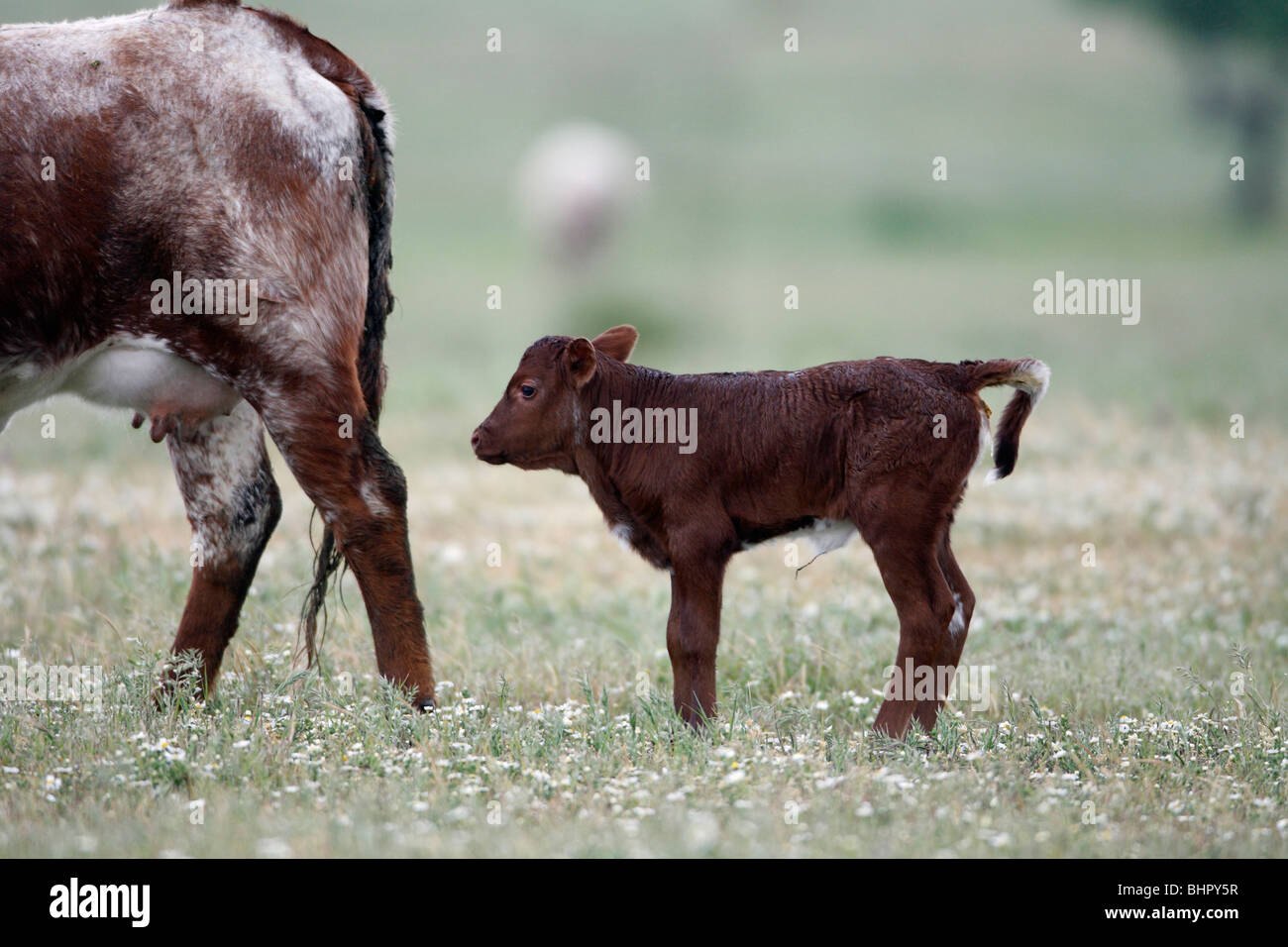 Cattle, bull calf with ear tags, beef cattle breed, Portugal Stock ...