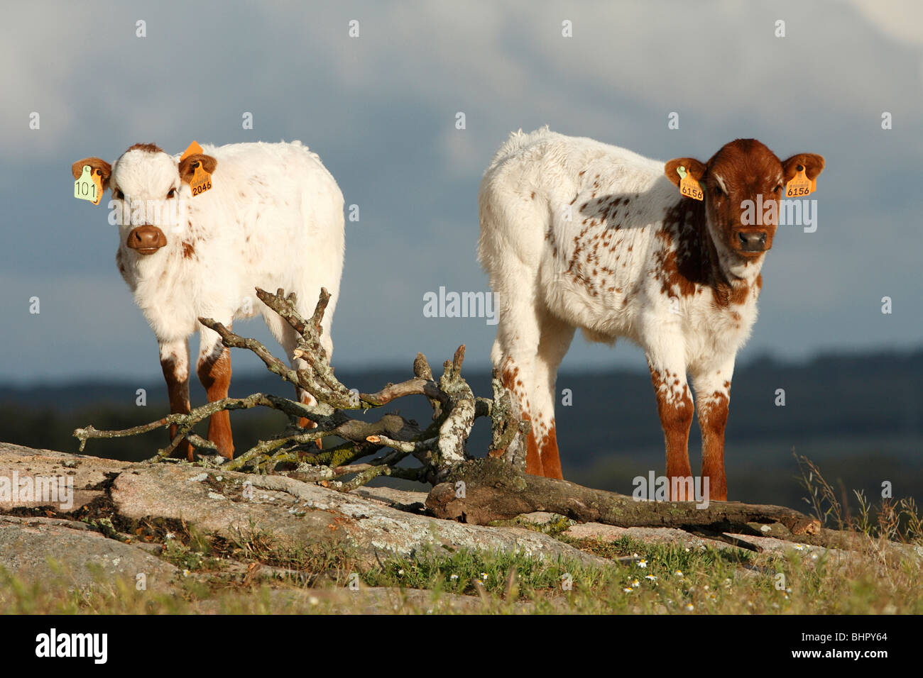 Cattle, bull calf with ear tags, beef cattle breed, Portugal Stock ...