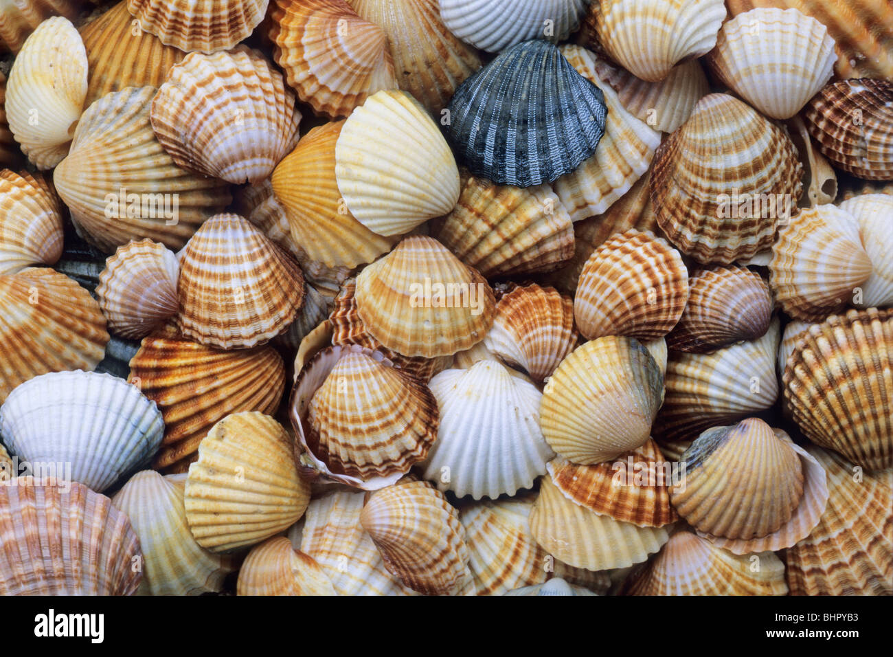 Common Cockle Shells (Cerastoderma edula), on beach in Coto Donana ...