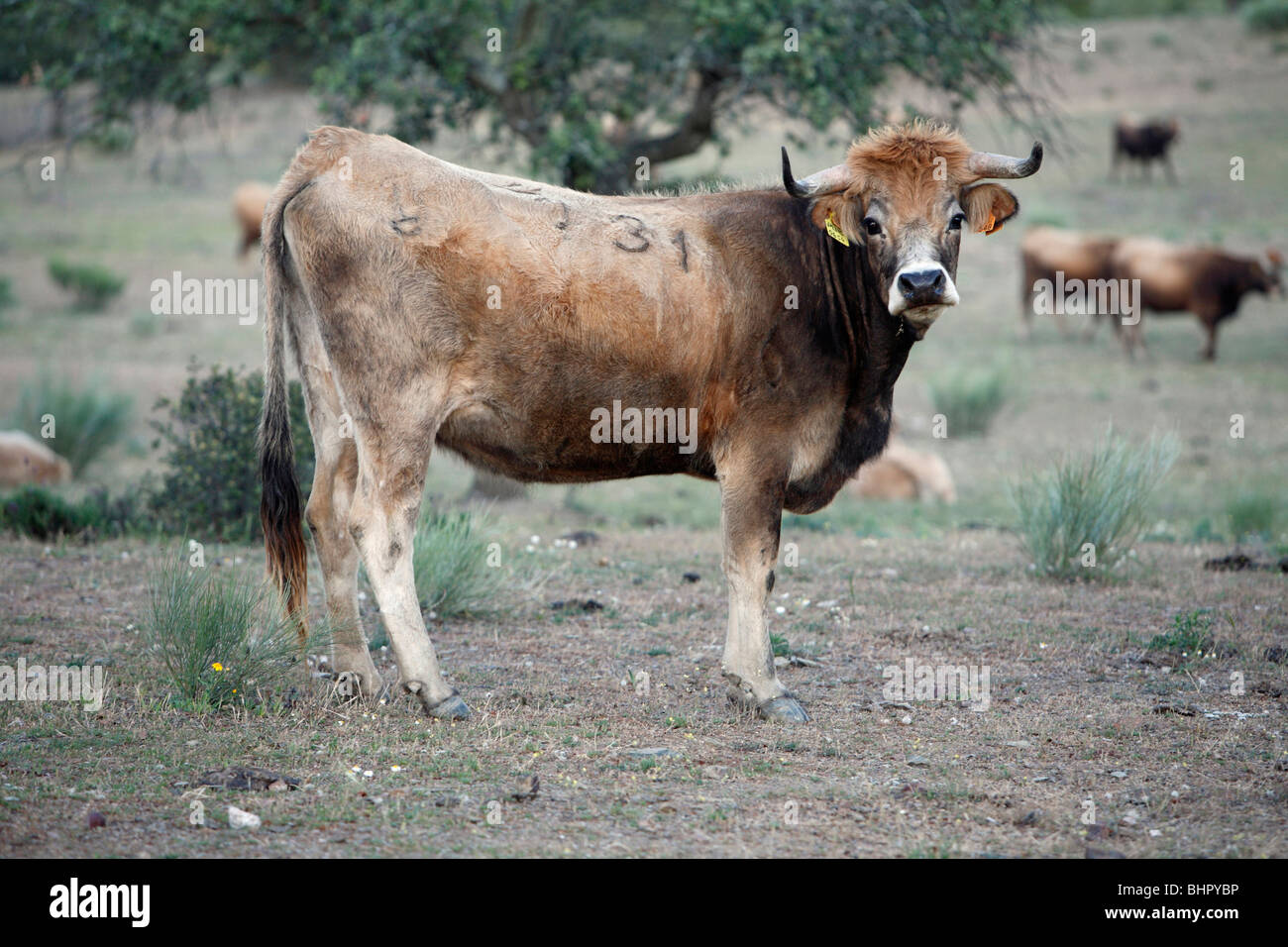 Mirandesa cattle hi-res stock photography and images - Alamy