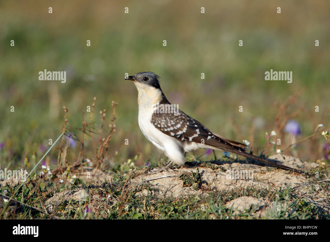 Great Spotted Cuckoo (Clamator glandarius), on meadow searching for ...