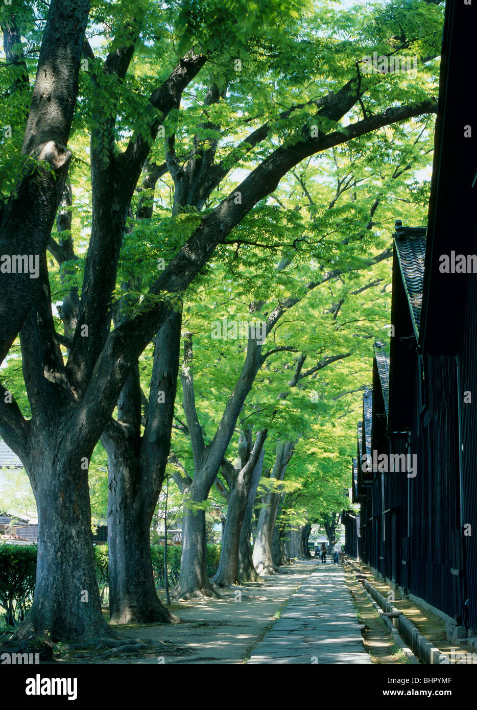 Sankyo Warehouse and Zelkova Tree, Sakata, Yamagata, Japan Stock Photo ...