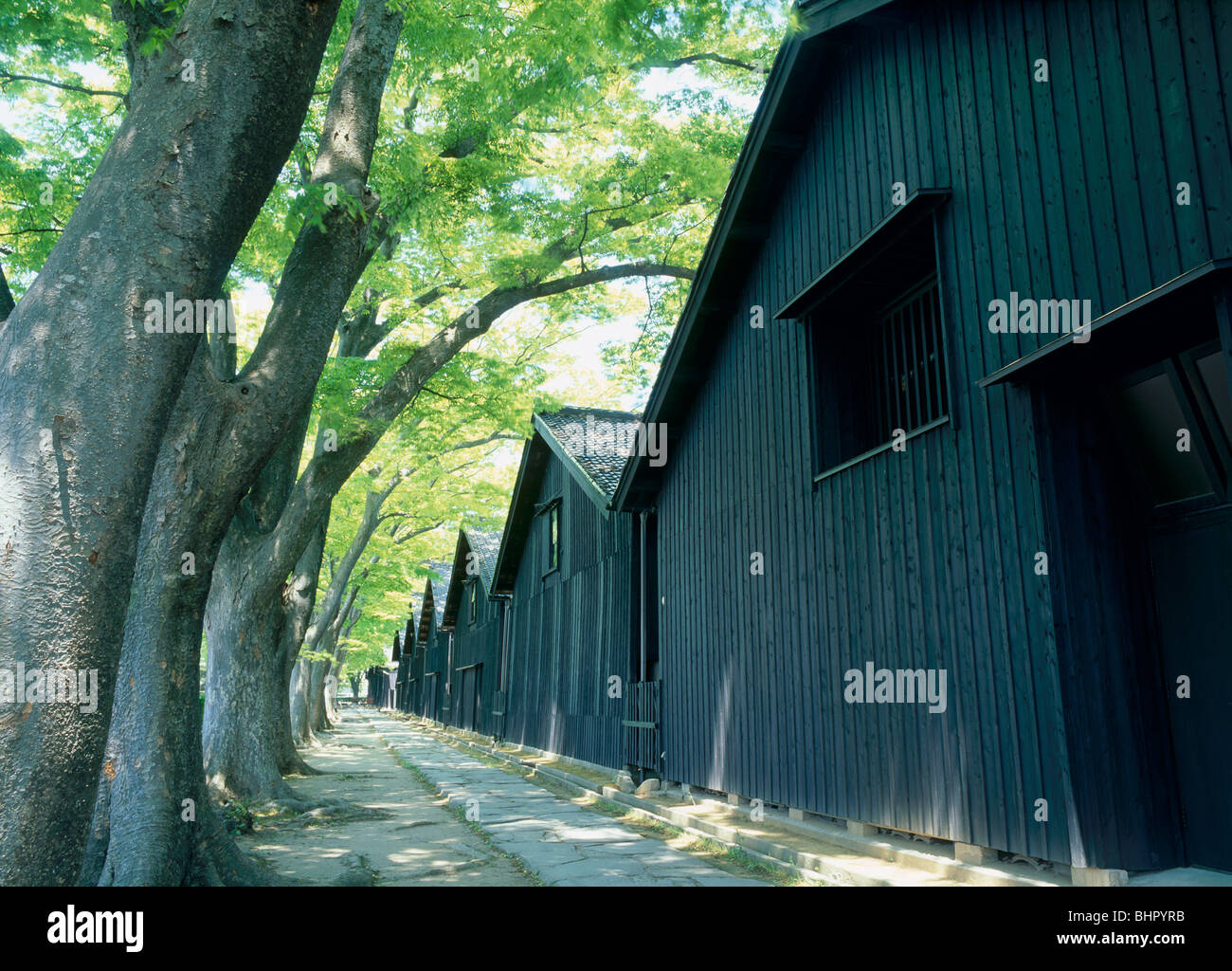 Sankyo Warehouse and Zelkova Tree, Sakata, Yamagata, Japan Stock Photo ...