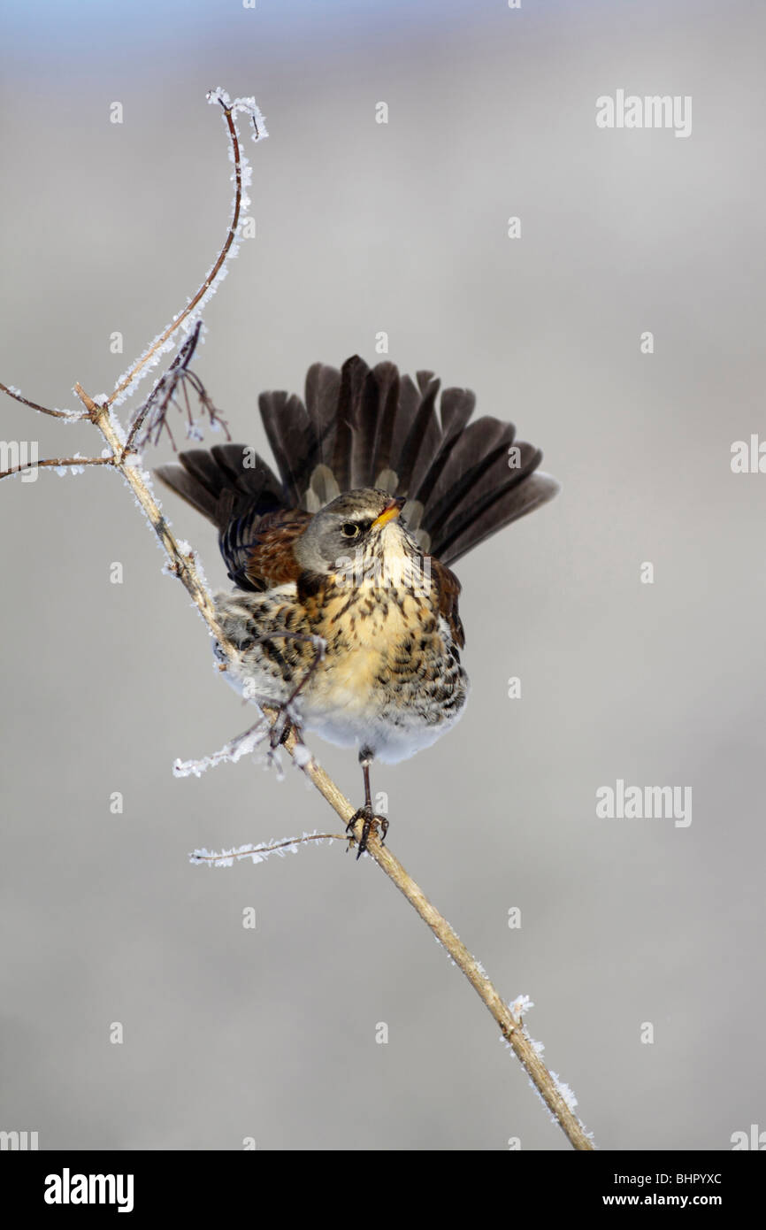 Fanning its tail hi-res stock photography and images - Alamy