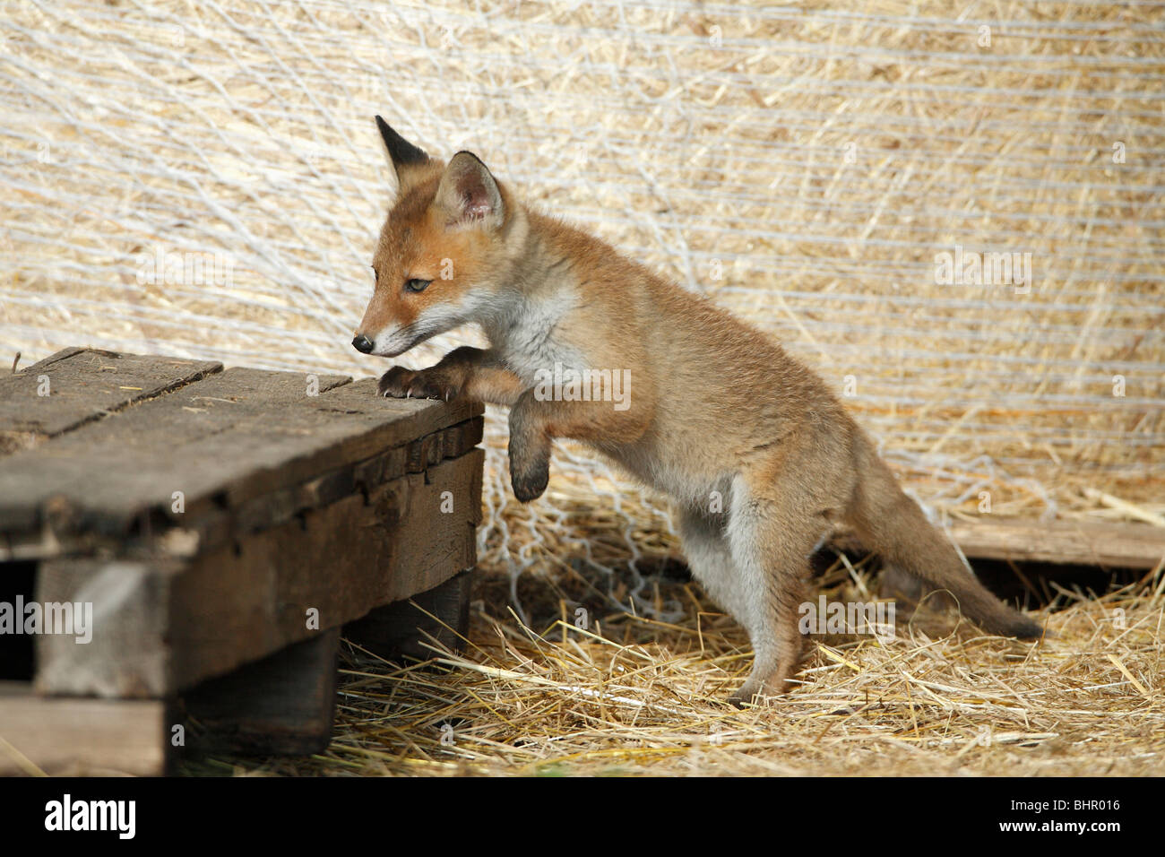 European Red Fox (Vulpes vulpes), cub in straw filled barn, Hessen ...