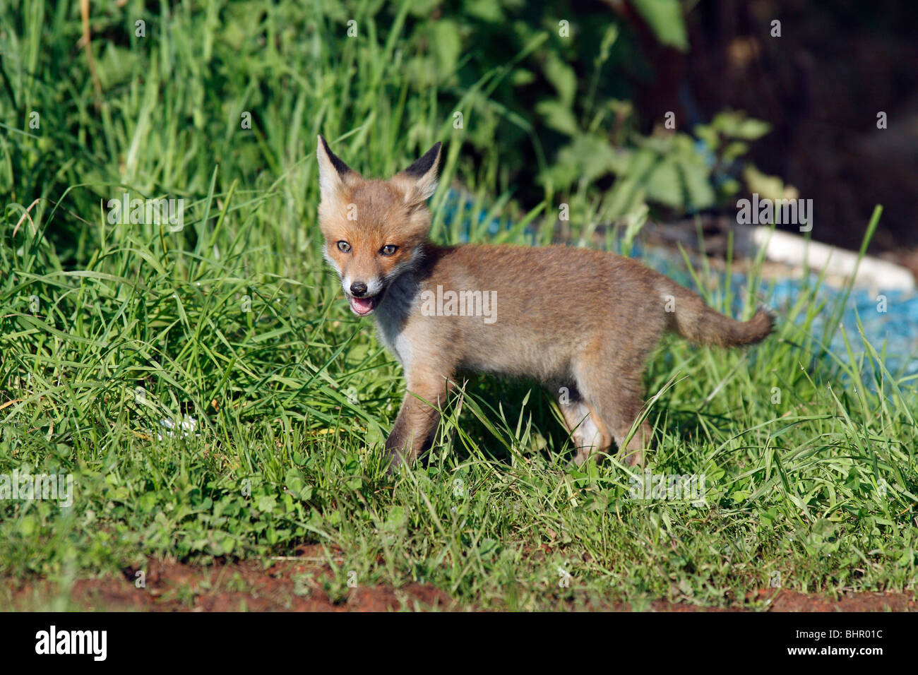 European Red Fox (Vulpes vulpes), cub, Hessen, Germany Stock Photo - Alamy