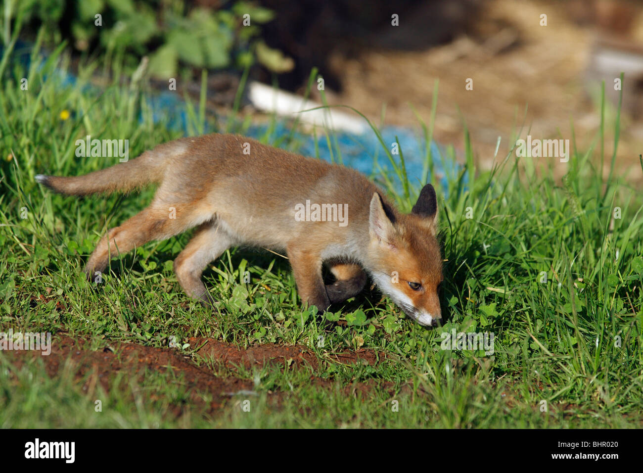 European Red Fox (Vulpes vulpes), cub searching for food, Hessen ...