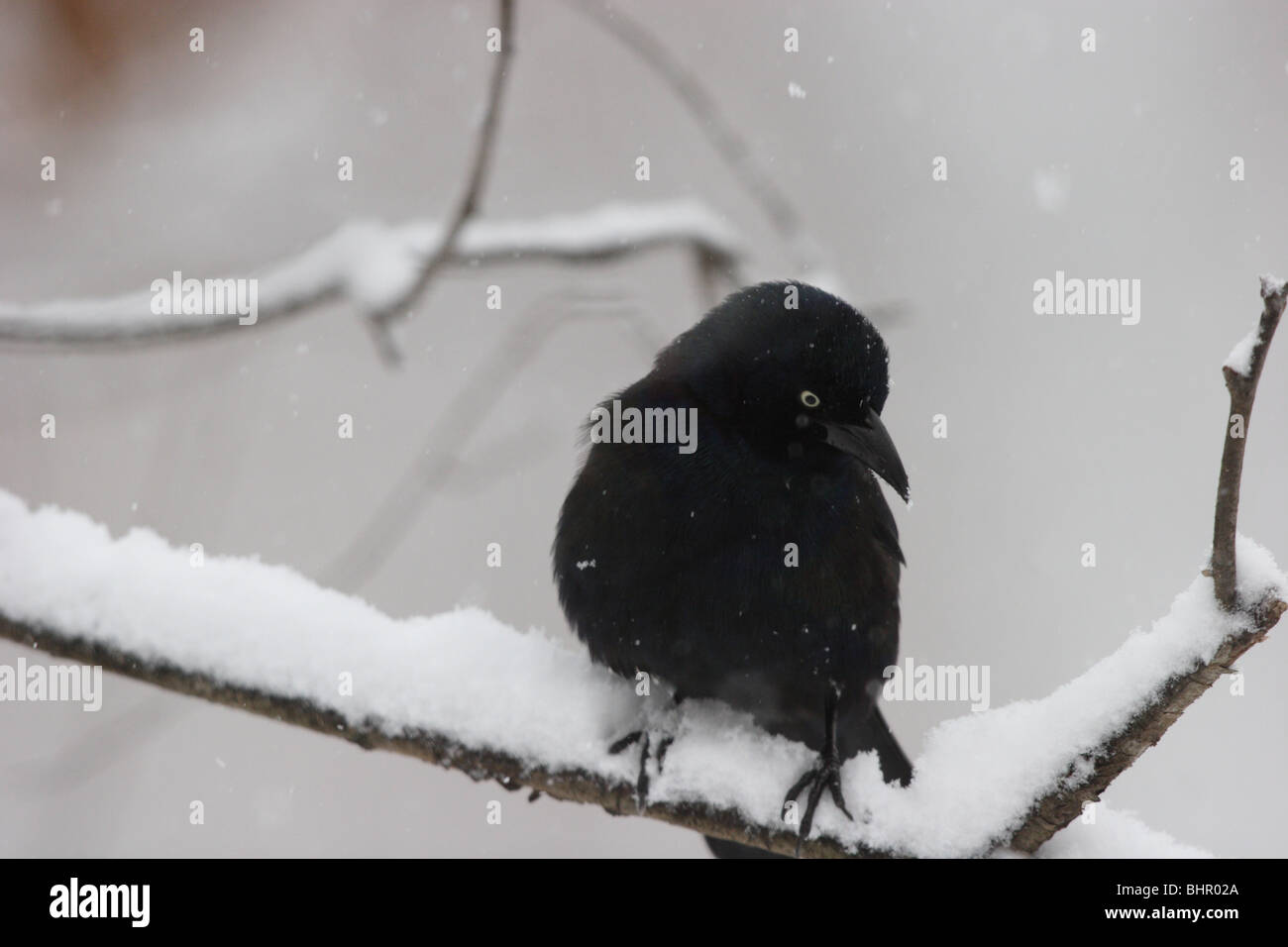 American Crow in snowstorm Stock Photo - Alamy