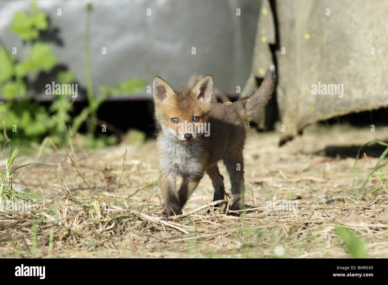 European Red Fox (Vulpes vulpes), cub in barn, Hessen, Germany Stock ...