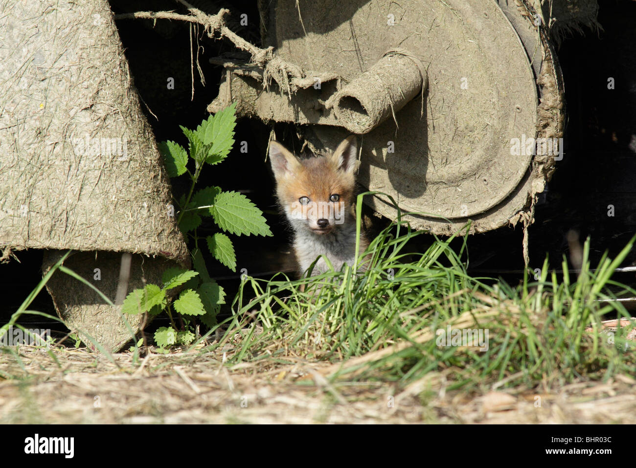European Red Fox (Vulpes vulpes), cub, between farm machinery in barn ...