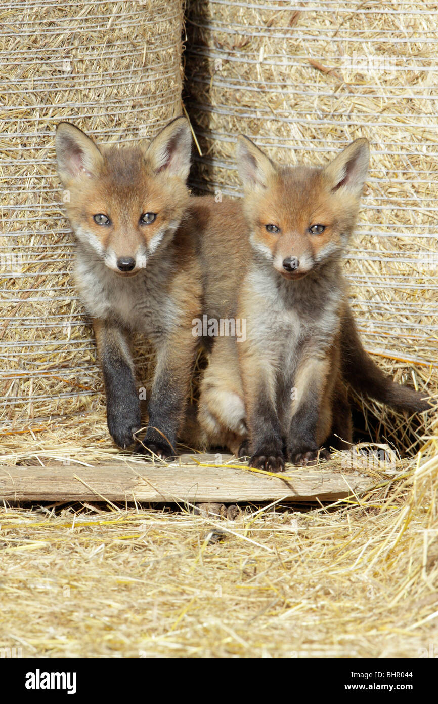 European Red Fox (Vulpes vulpes), two cubs in barn, Hessen, Germany ...