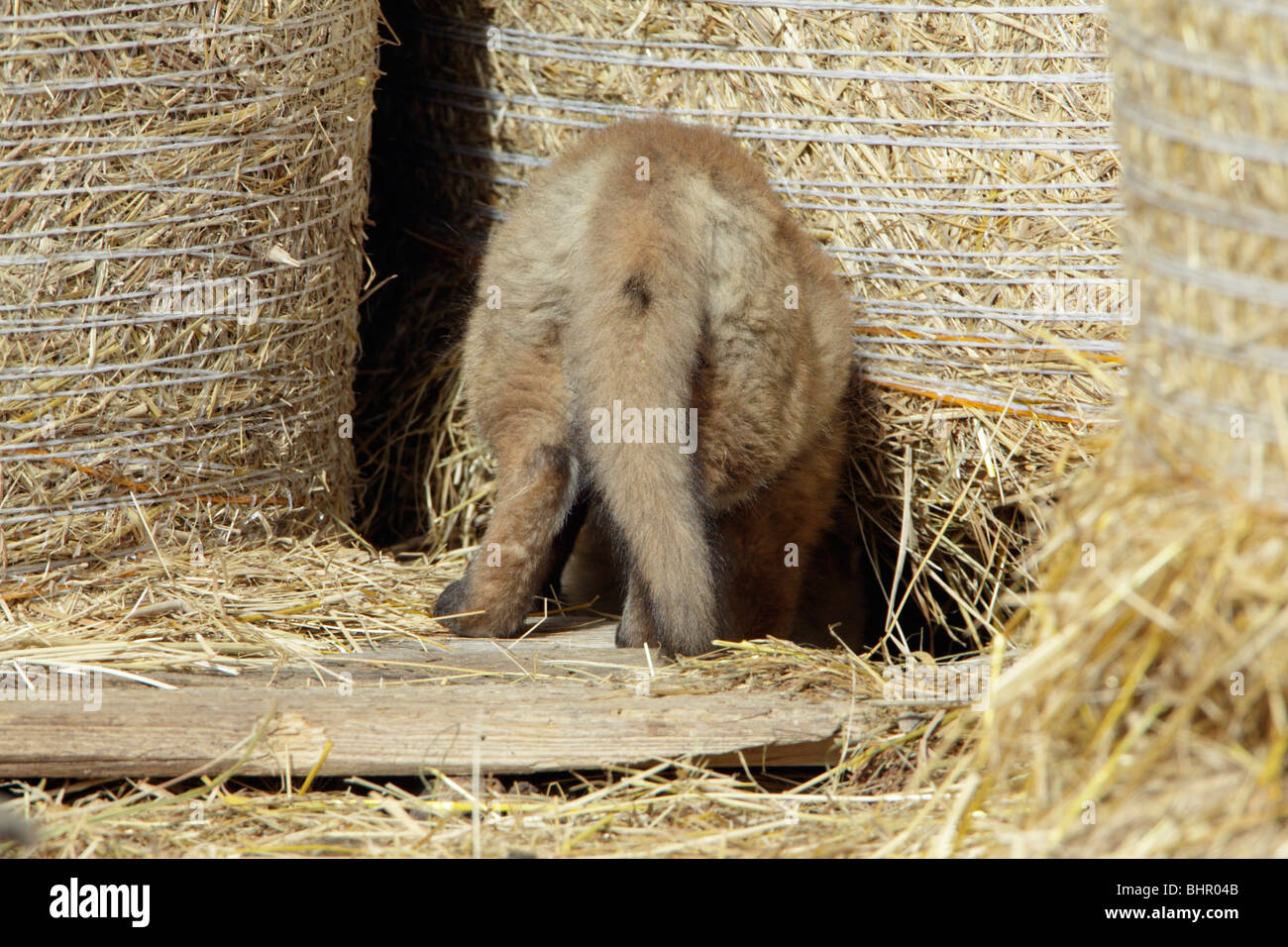 European Red Fox (Vulpes vulpes), cub disappearing between straw bales ...