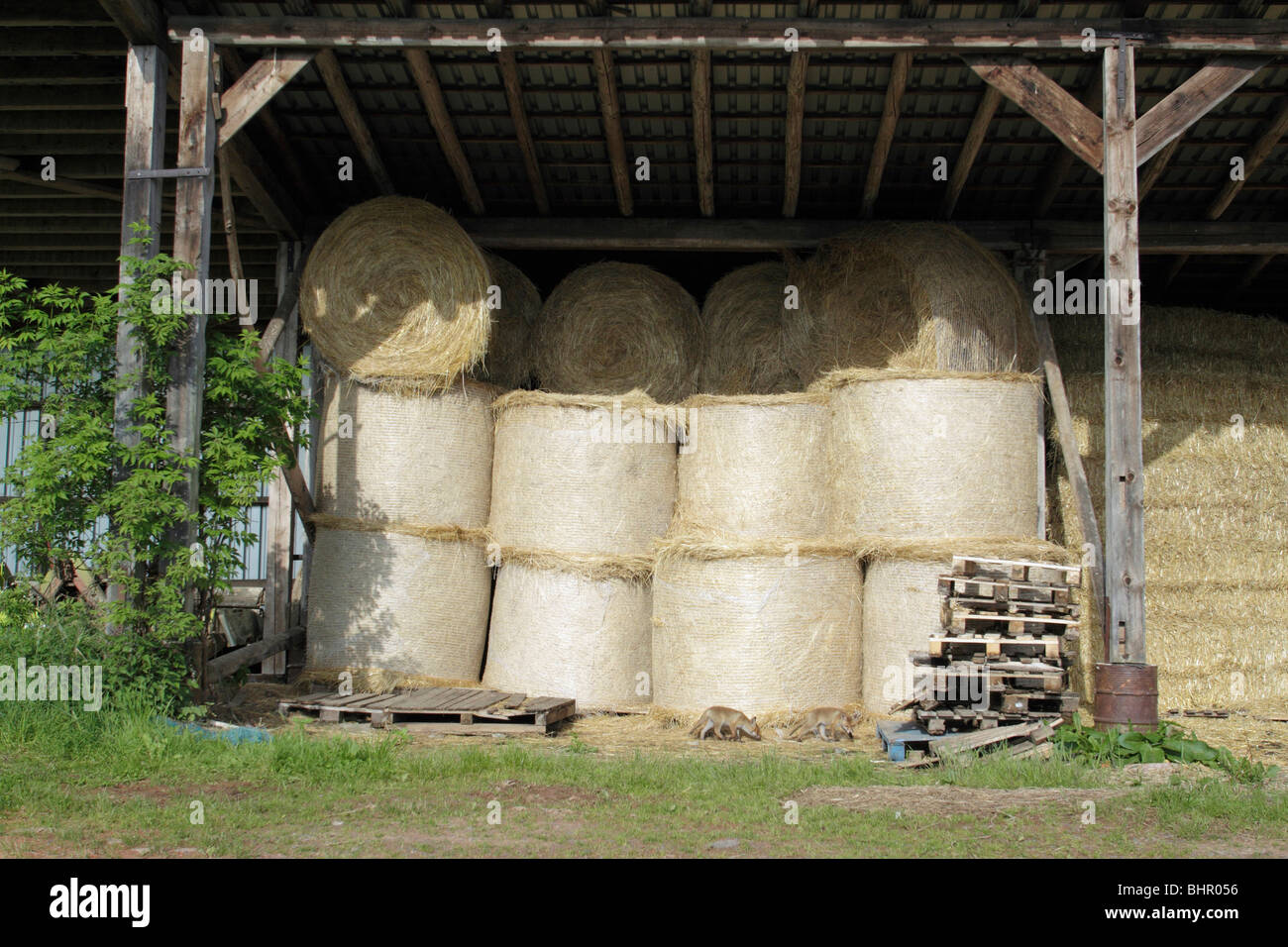 Red fox vulpes vulpes two hi-res stock photography and images - Alamy