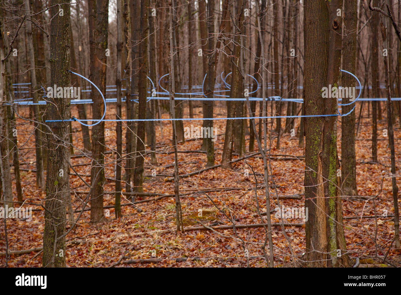 collecting maple syrup Stock Photo - Alamy