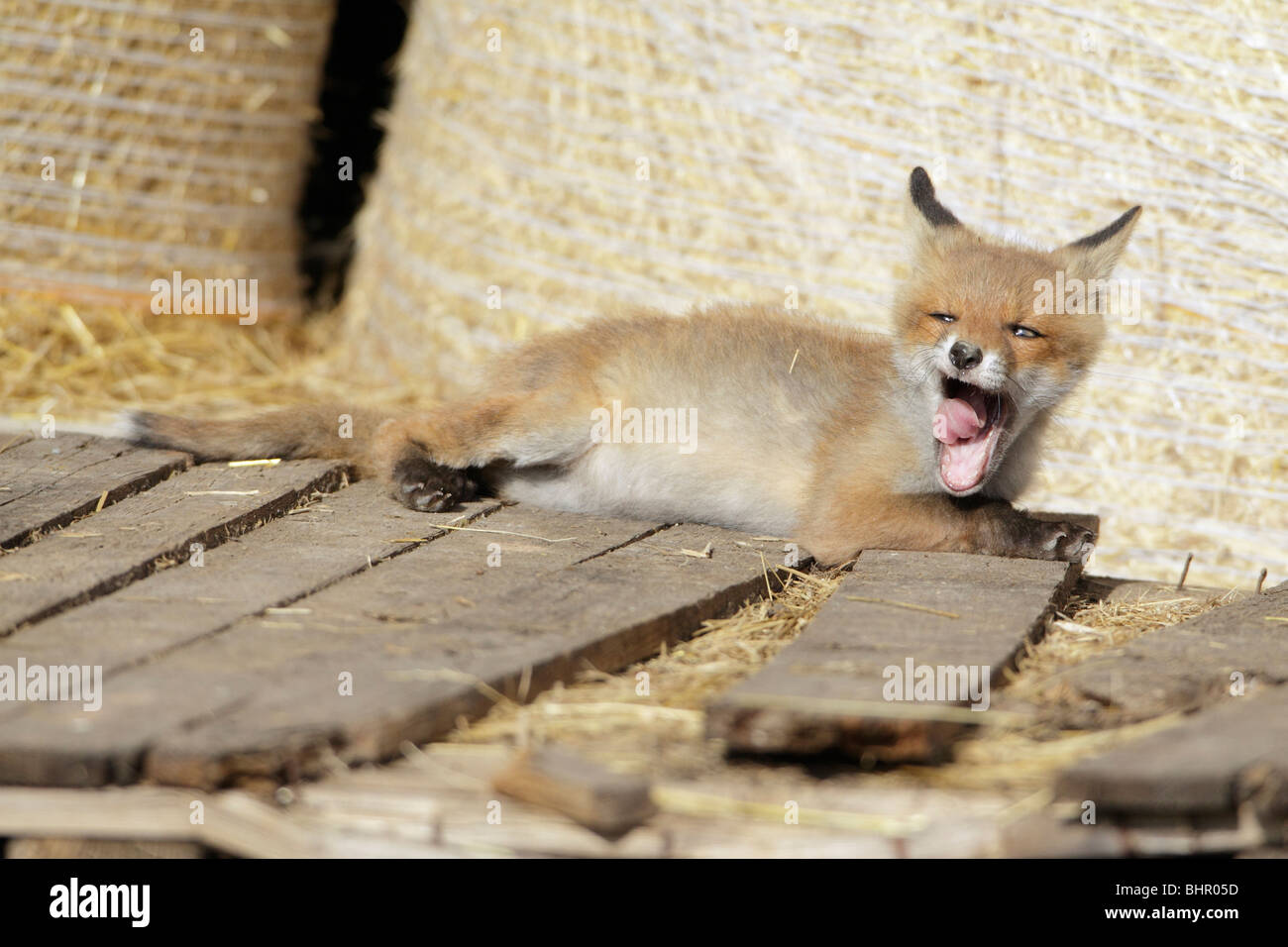 European Red Fox (Vulpes vulpes), cub in barn, yawning, Hessen, Germany ...
