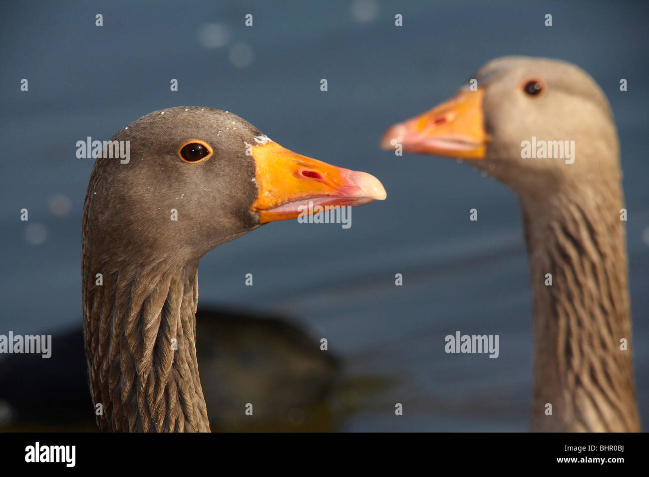 Greylag Goose (Anser anser) portrait Stock Photo - Alamy