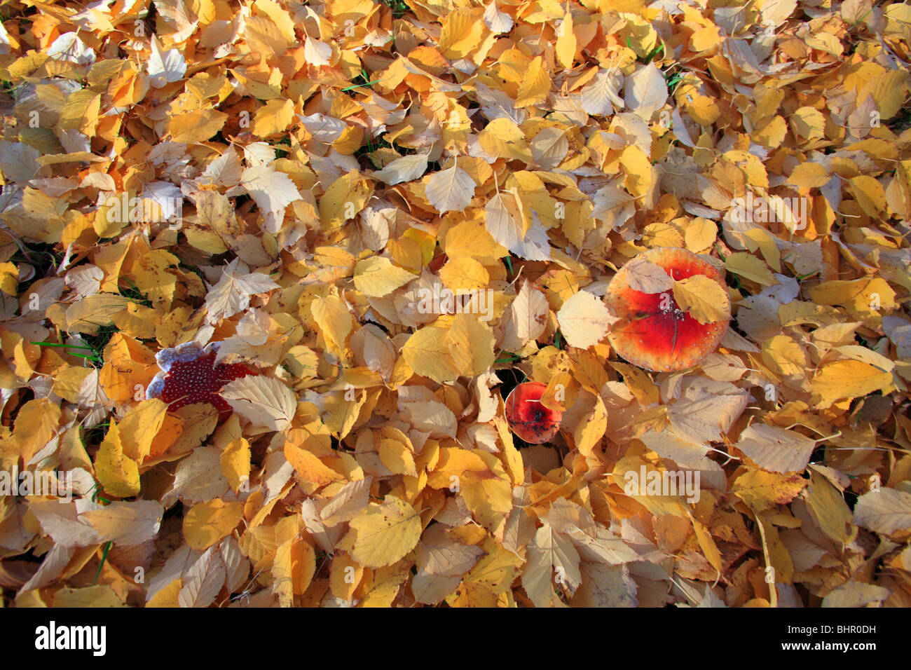Silver birch trees leaves autumn hi-res stock photography and images ...