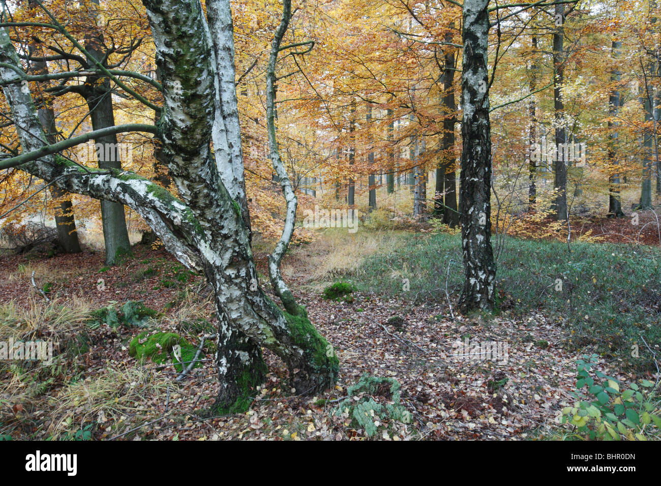 Silver beech tree hi-res stock photography and images - Alamy