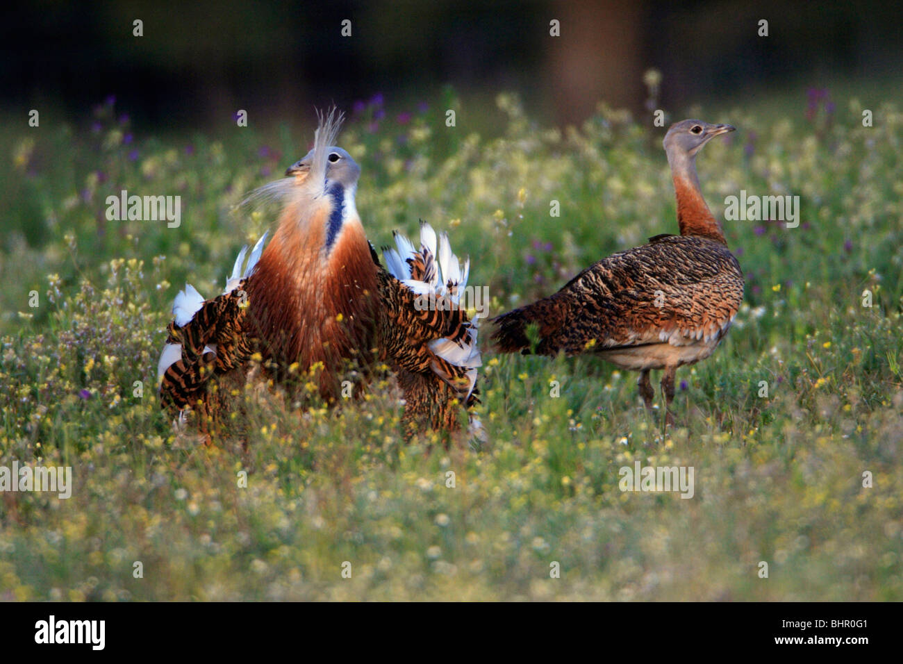 Great bustard bird male female hi-res stock photography and images - Alamy