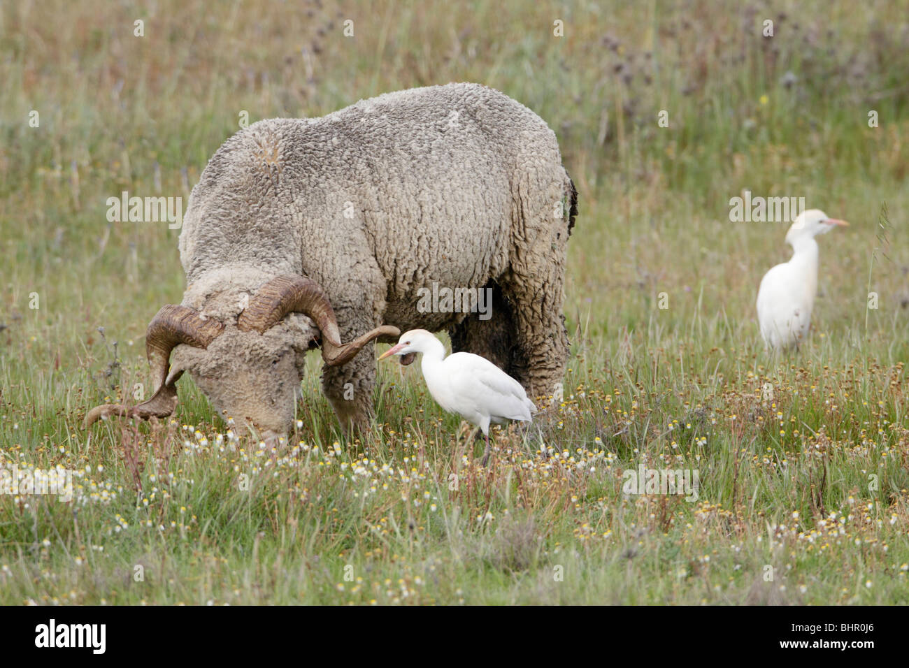 Cattle Egret (Bubulcus ibis), two birds feeding beside merino sheep ...