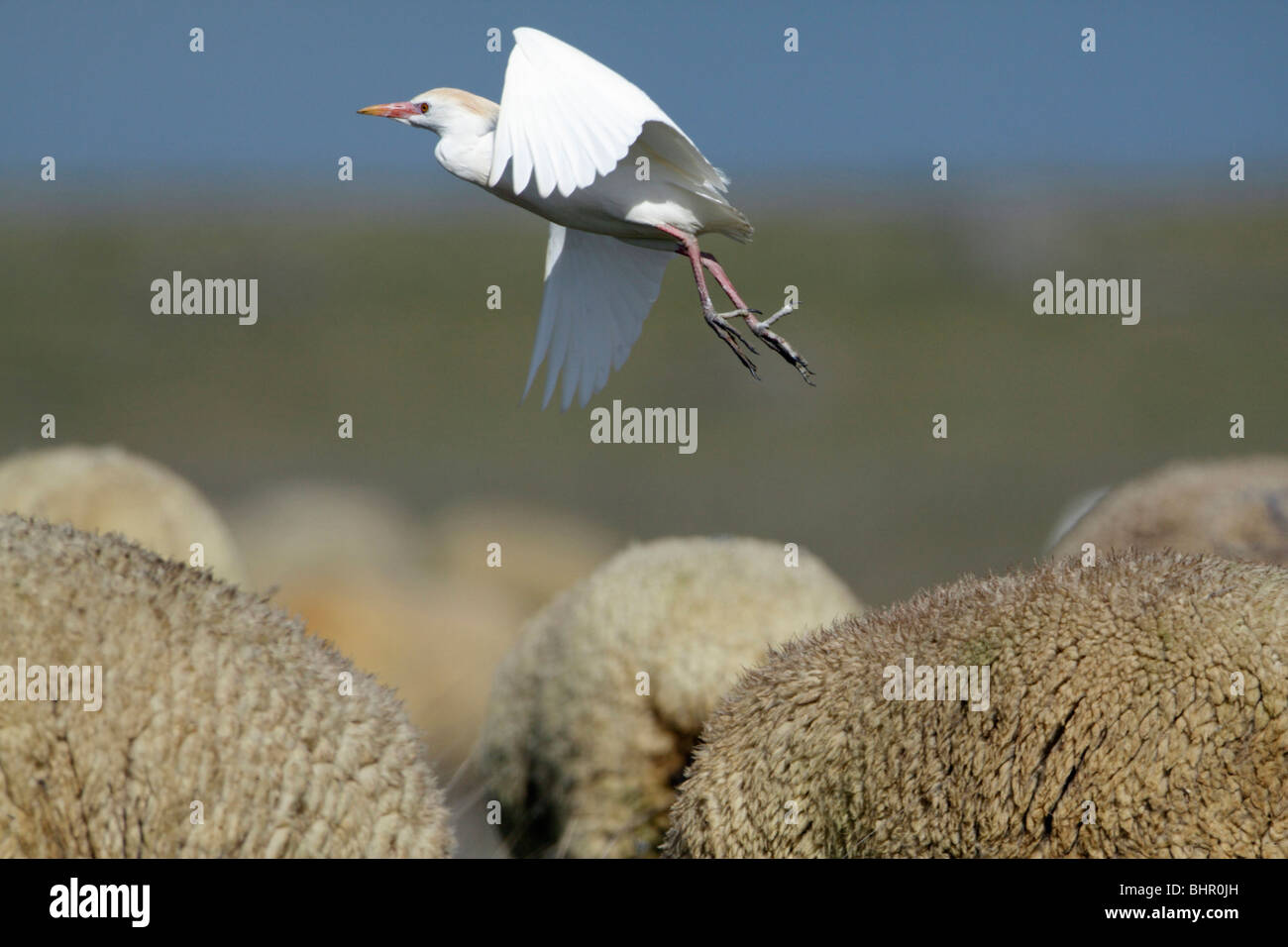 Flying sheep hi-res stock photography and images - Alamy