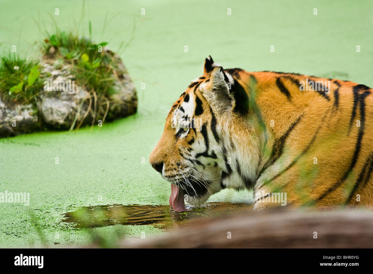 Tiger on the water in a summer day Stock Photo - Alamy