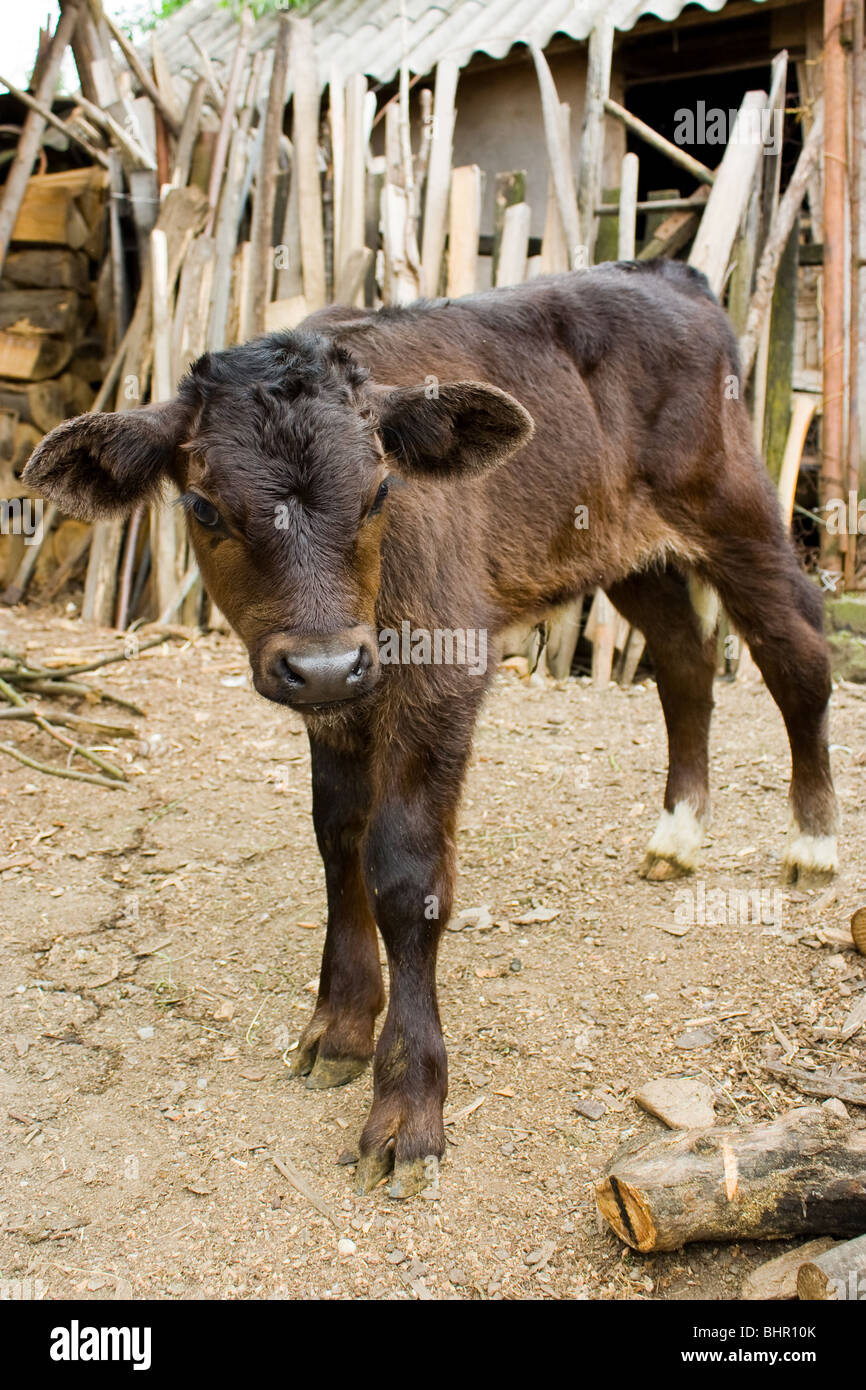 Cute brown baby cow Stock Photo - Alamy