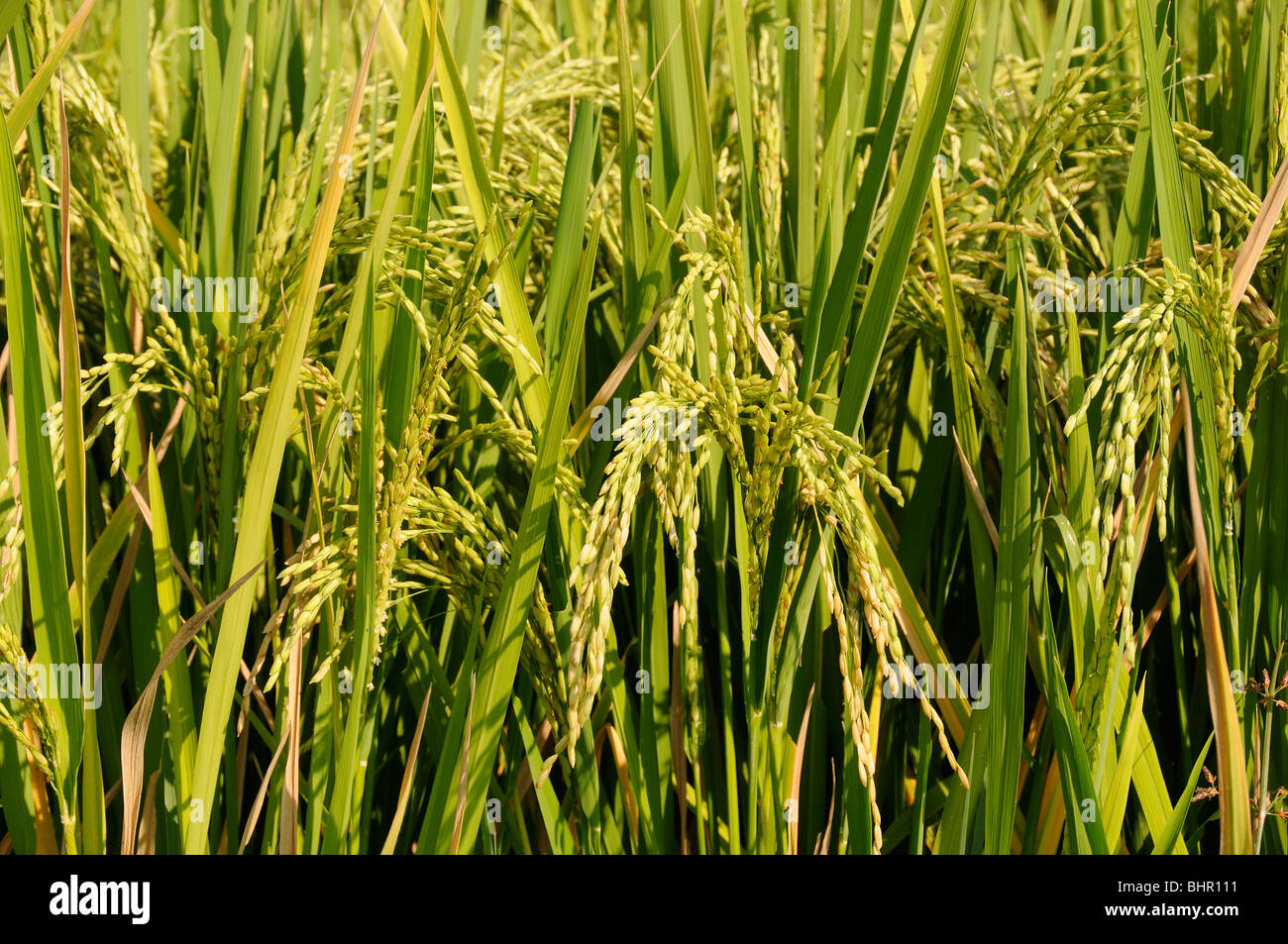 Oryza sativa, Rice field with corncob, spica, ear of rice corn ...