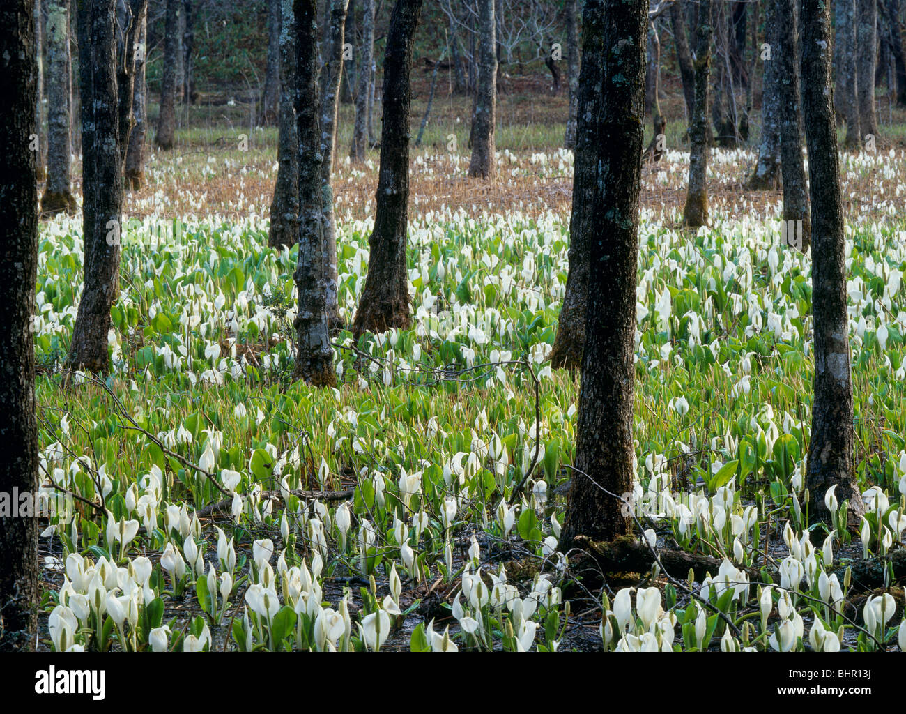 Asian Skunk Cabbage at Nida Pond, Fukushima, Fukushima, Japan Stock ...