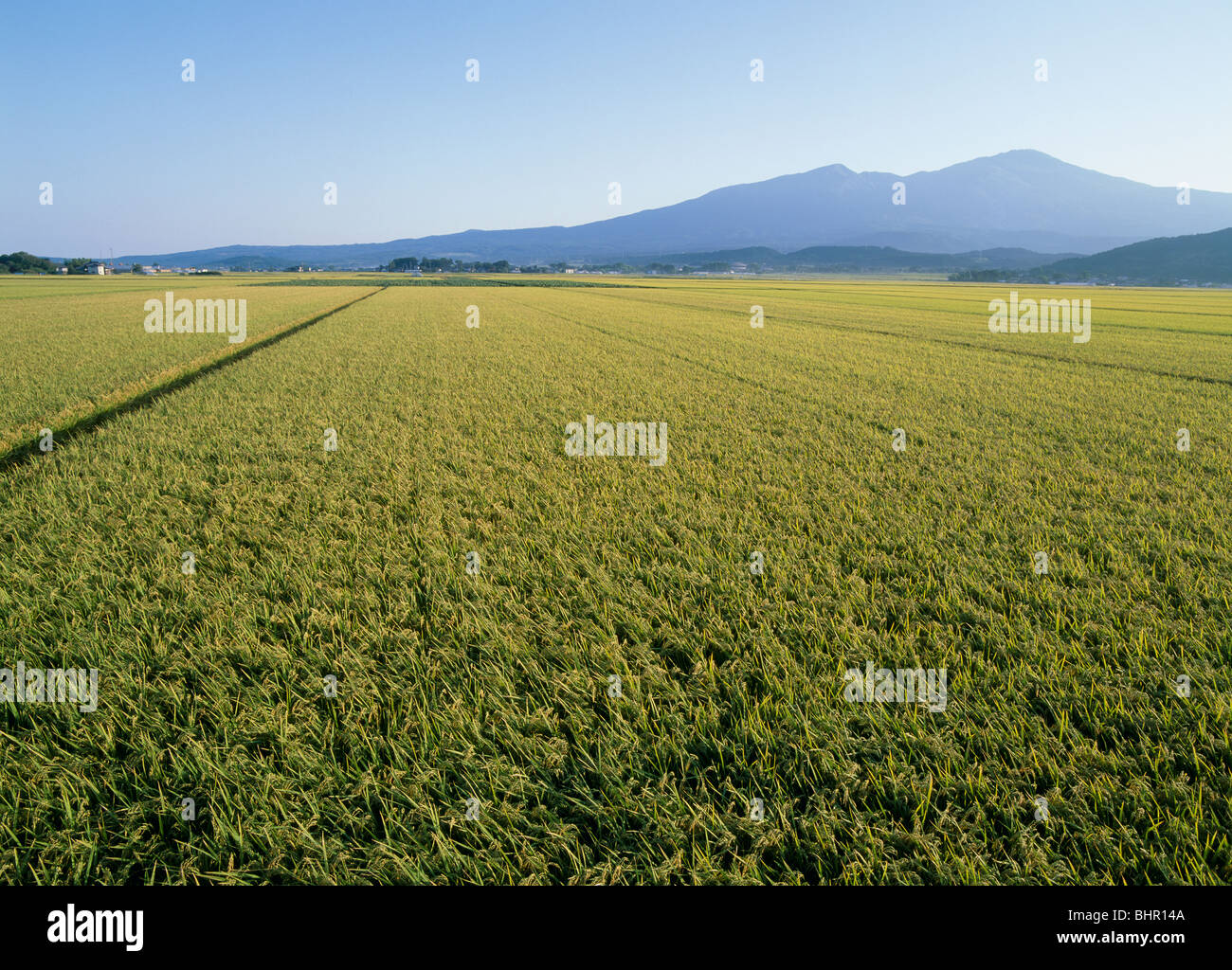 Rice Field, Yuza, Yamagata, Japan Stock Photo - Alamy