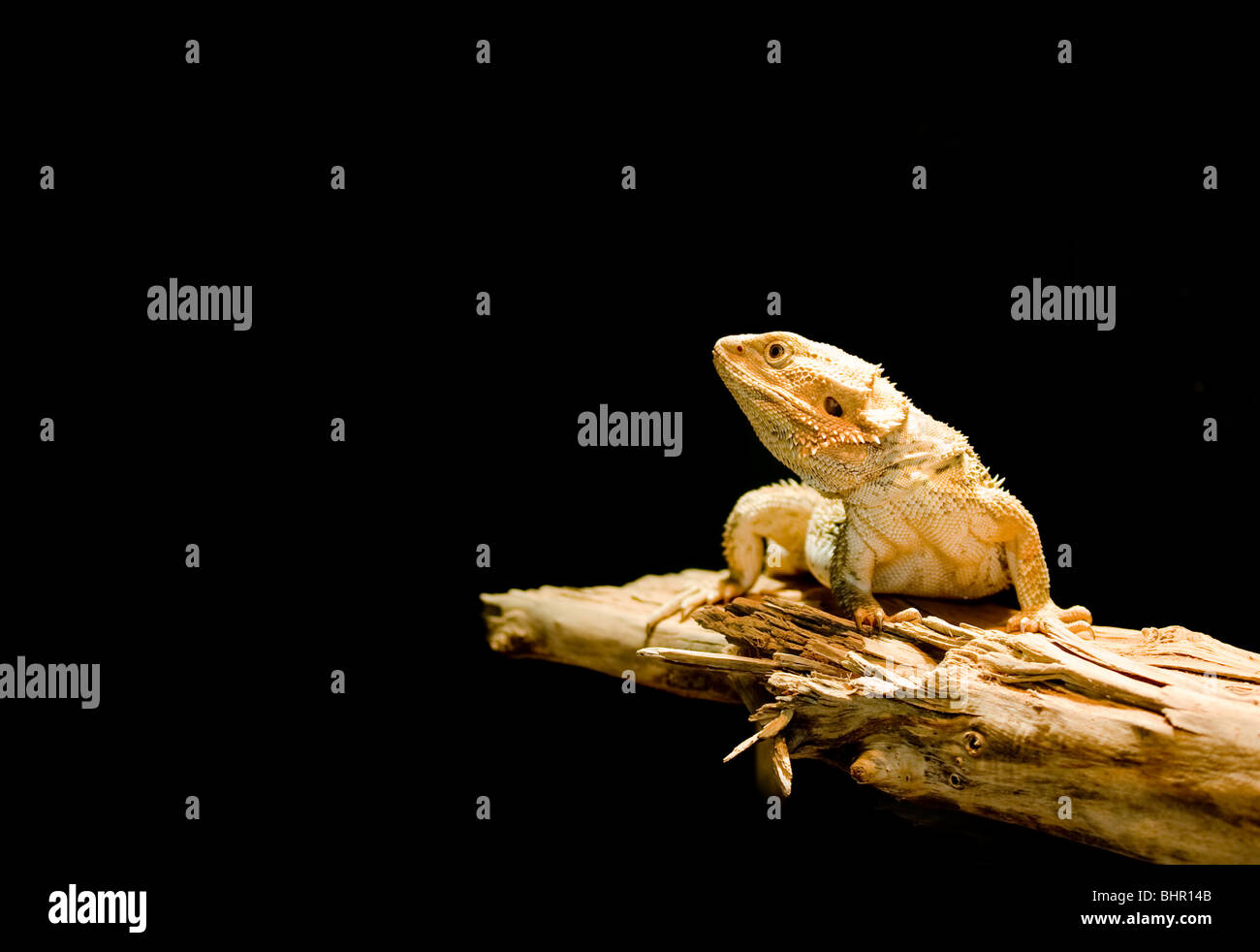 Skin closeup black Cut Out Stock Images & Pictures - Alamy